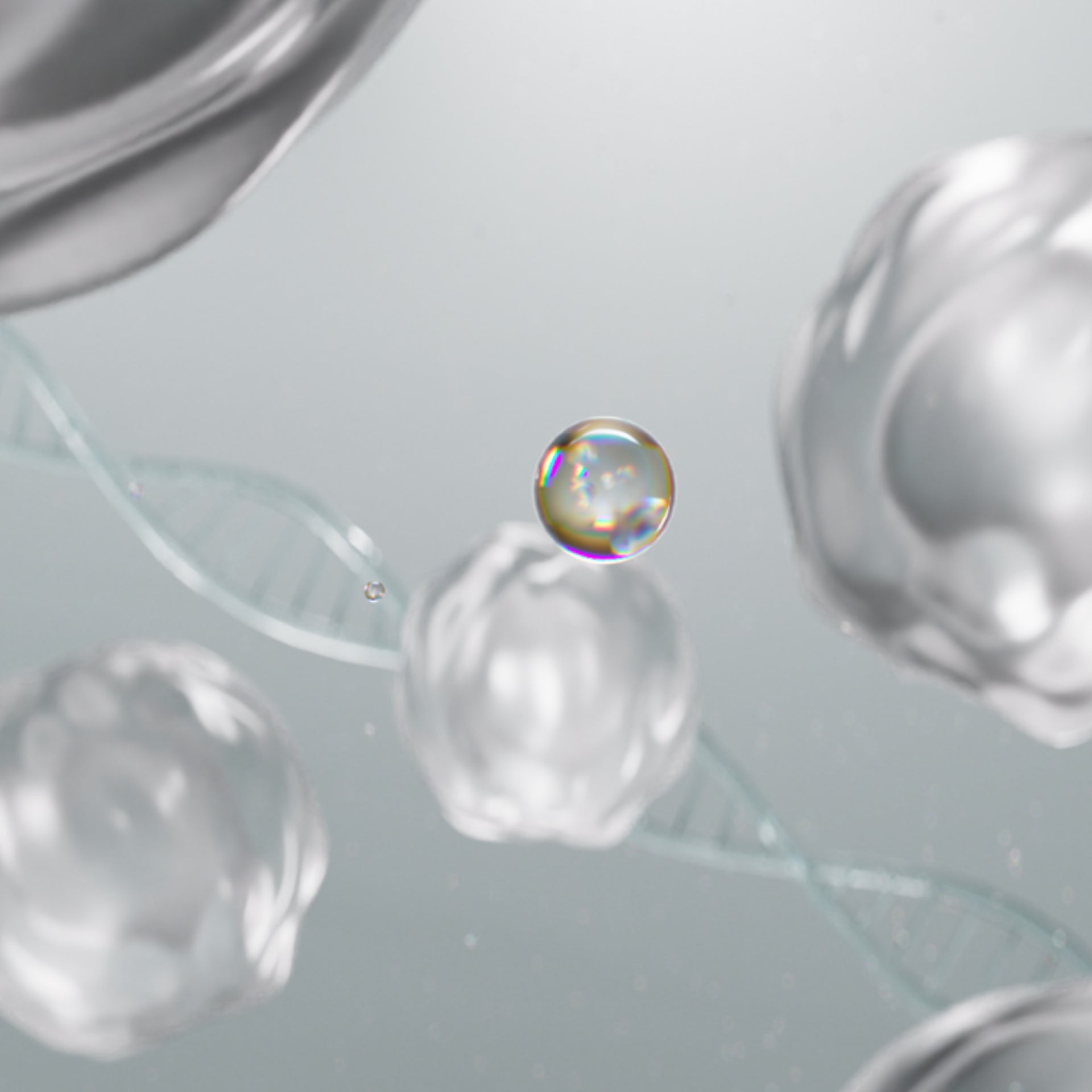 The IRIS Germanica | SWISS PERFECTION