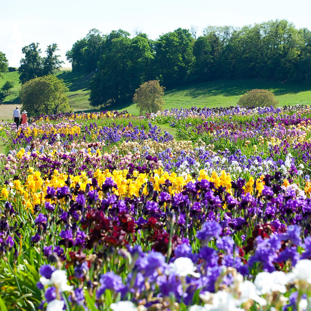 Chateau | SWISS PERFECTION